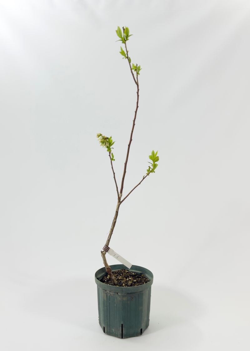 ブルーベリー 「ヌイ」 ノーザンハイブッシュ 果樹 苗 苗木 通販 greenery