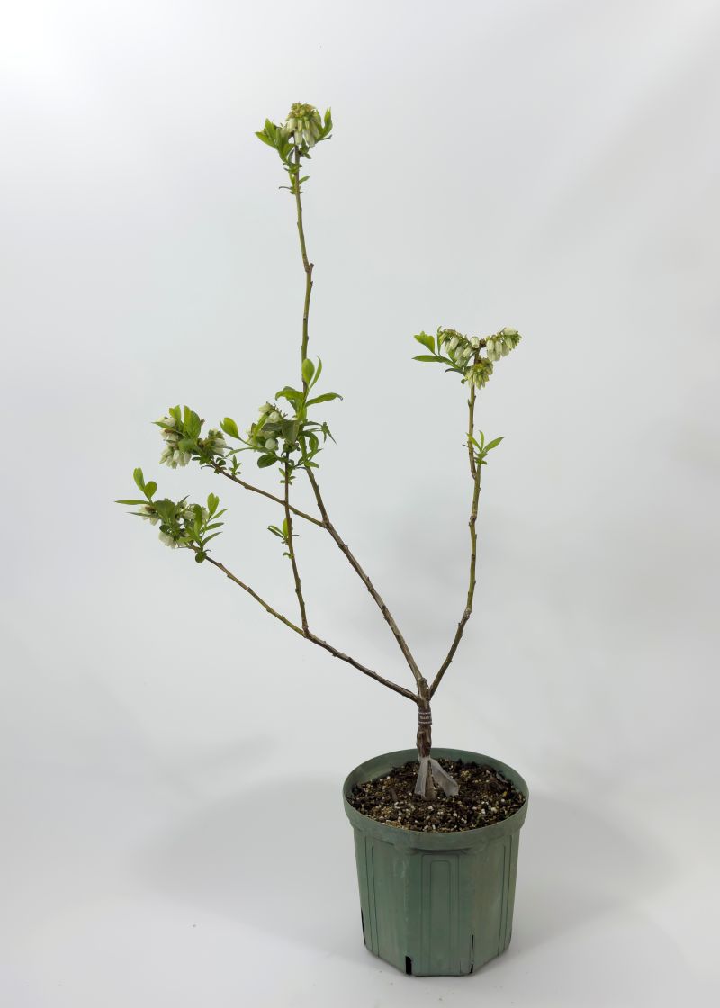 ブルーベリー 「ヌイ」 ノーザンハイブッシュ 果樹 苗 苗木 通販 greenery