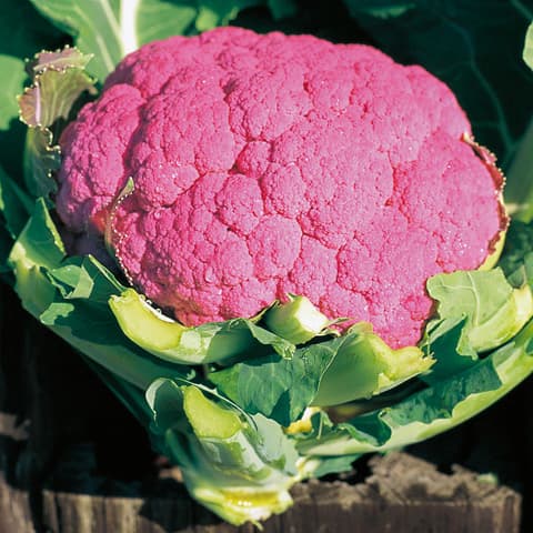 赤カリフラワーの苗ならマスダケール