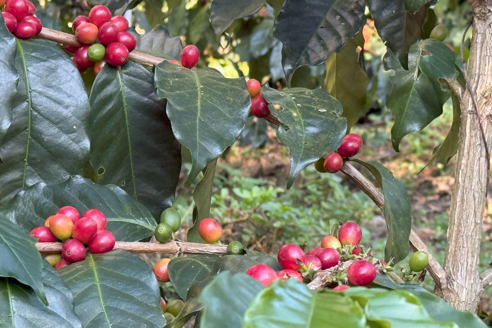 【受注焙煎】台湾コーヒー 「Sen-Yue High Peak：SL34 ハニー」 80g