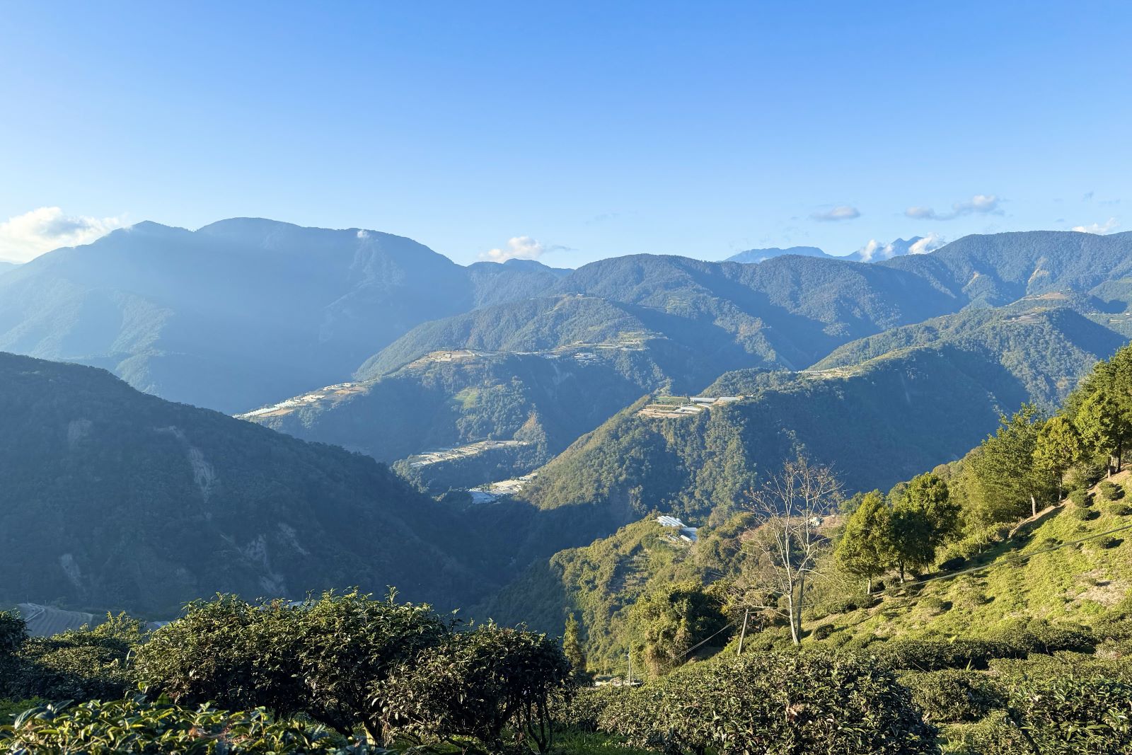 【受注焙煎】台湾コーヒー 「Sen-Yue High Peak：SL34 ハニー」 80g