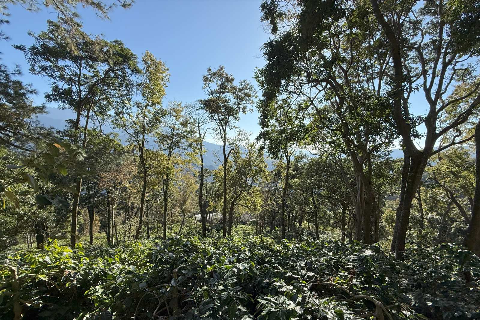 【受注焙煎】台湾コーヒー 「Sen-Yue High Peak：SL34 ハニー」 80g