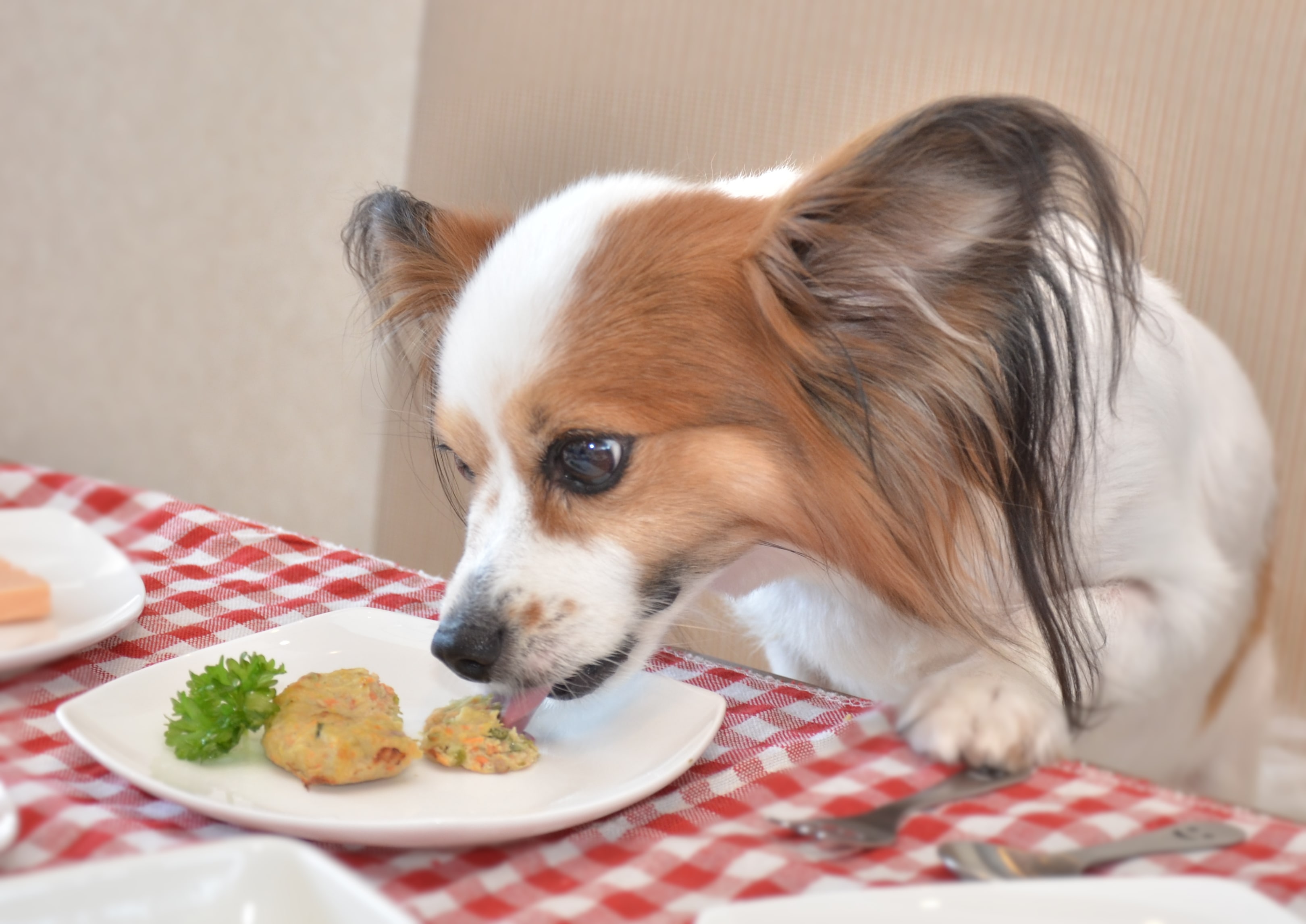 Happy life with pets