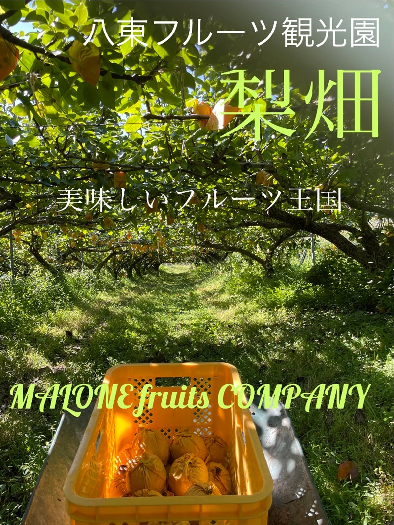 【マロンカンパニー】ほんの少し訳あり 新甘泉 5玉 2kg（鳥取県八東産） ｜鳥取の特産品お取り寄せ通販｜とっとり市（いち）