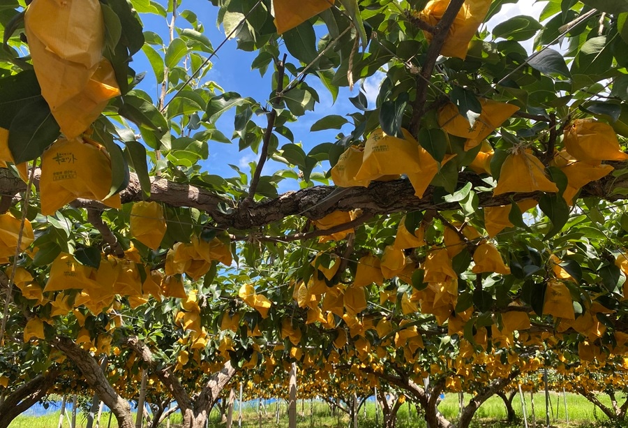 二十世紀梨 秀品 5kg（14～18玉）【 ファーム SORA 】 ｜鳥取の特産品お取り寄せ通販｜とっとり市（いち）