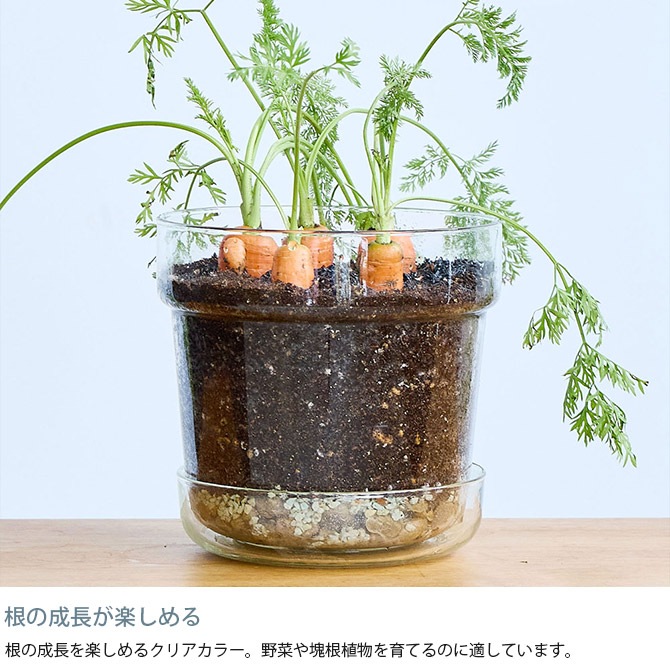 shesay シセイ リューズガラス プレート付き フラワーポット テーパー L | 商品種別,グリーン,ポット、ハンギング、カバー、テラリウム | uminecco（ウミネッコ）