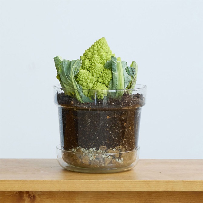 shesay シセイ リューズガラス プレート付き フラワーポット テーパー L | 商品種別,グリーン,ポット、ハンギング、カバー、テラリウム | uminecco（ウミネッコ）