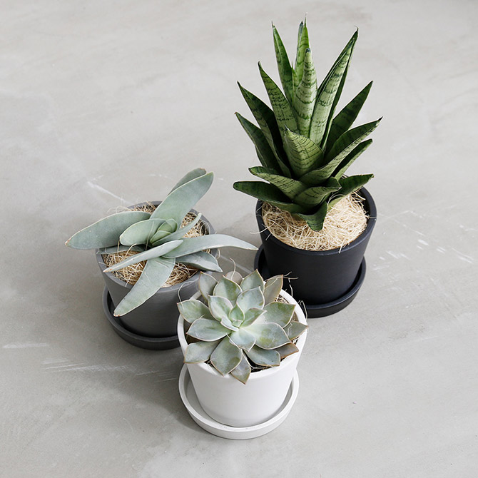 shesay シセイ エコ素材でできたフラワーポット L | 商品種別,グリーン,ポット、ハンギング、カバー、テラリウム | uminecco（ウミネッコ）