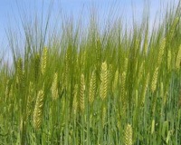 Sym Reset (シンリセット)